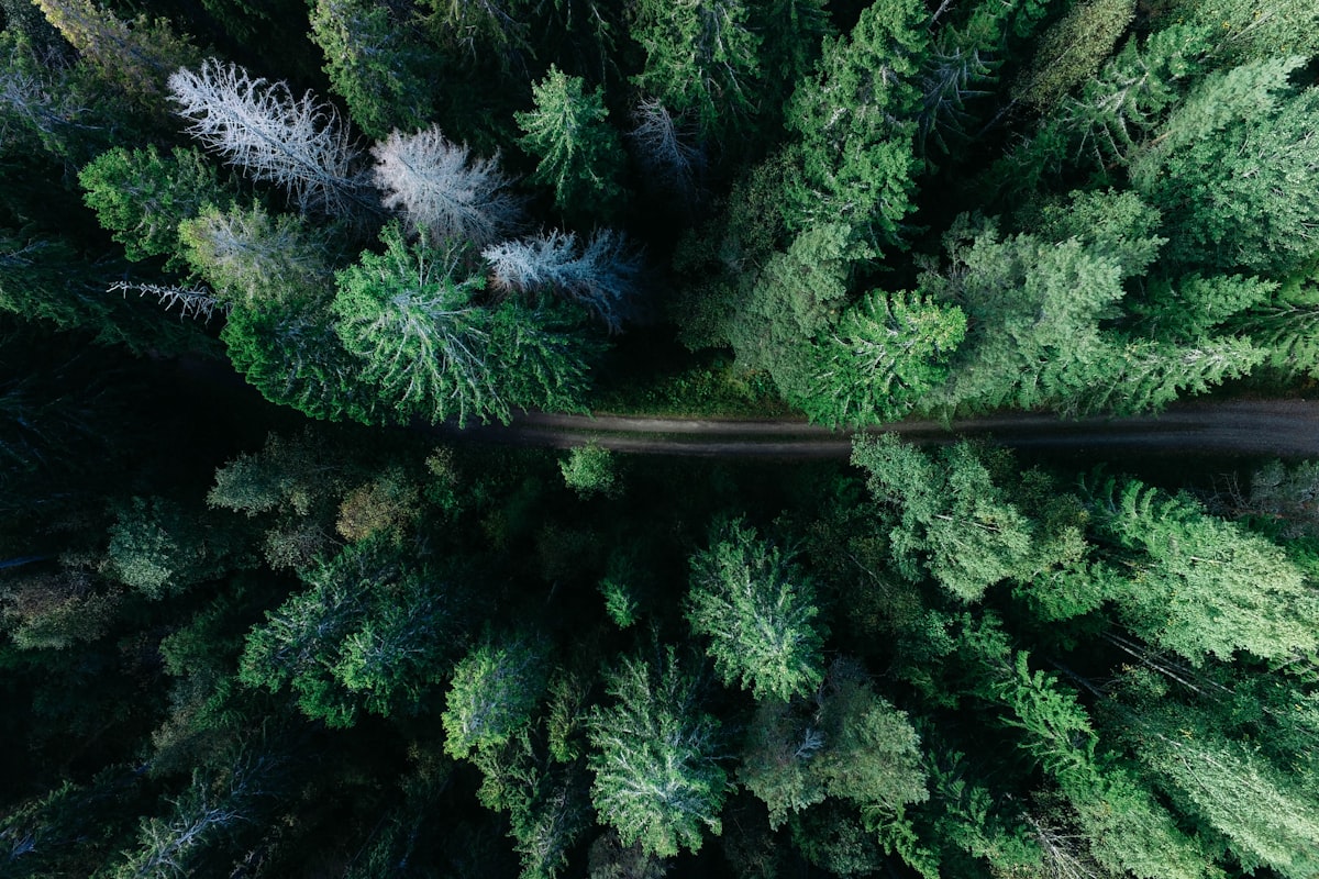 Forest: Baby Name Meaning, Origin & Popularity